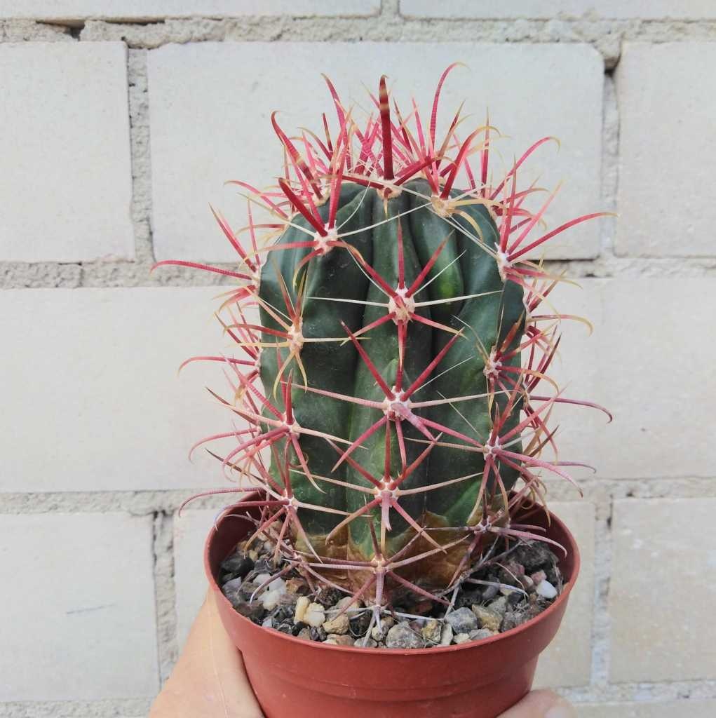 Cactos na Decoração: como cuidar e 37 lindas inspirações! - Dicas Decor