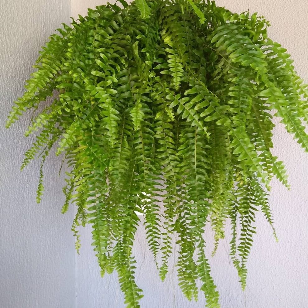 Samambaia: Tudo o que você precisa saber para Cuidar Bem! - Dicas Decor