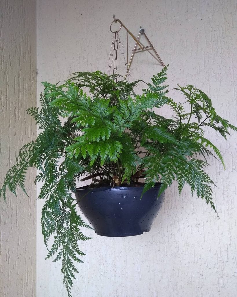 Samambaia: Tudo o que você precisa saber para Cuidar Bem! - Dicas Decor