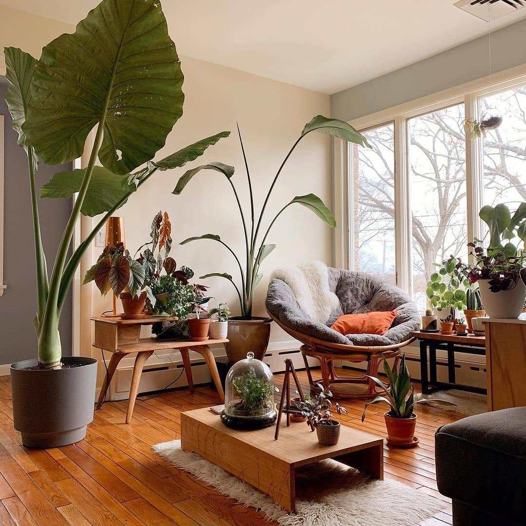 Plantas para Sala: Decoração, Ornamentais e Apartamento! - Dicas Decor
